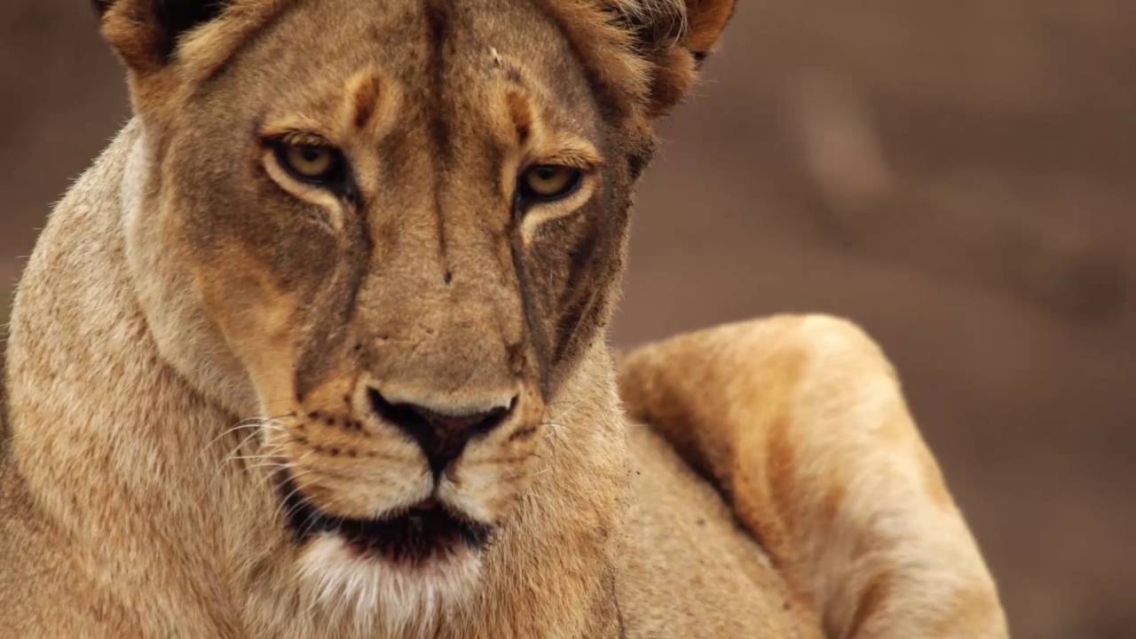 FGASA Level 1 Course - Make the wilderness your workplace with ...