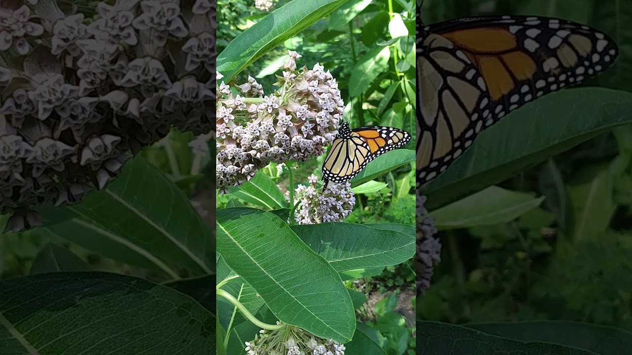 Butterfly time monarch eating for butterfly lovers - YouTube