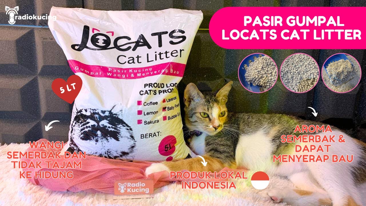 PASIR KUCING LOKAL KEBANGGAAN INDONESIA! Review Locats Cat Litter ...