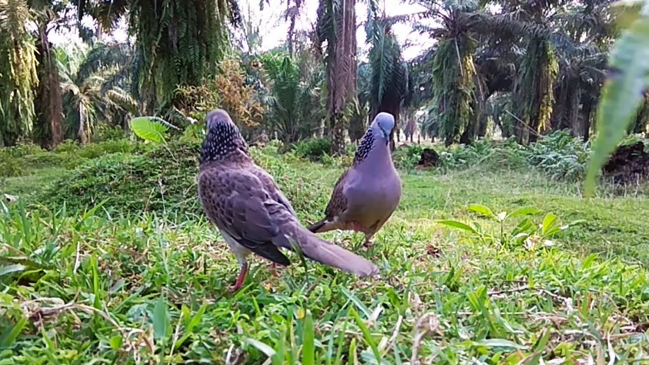 Berhasil tangkap burung terkukur gagap 2 mata - YouTube