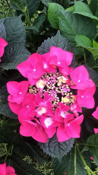 Шикарная крупнолистная #гортензия Frisbee Hot Pink (Фрисби Хот пинк) # ...