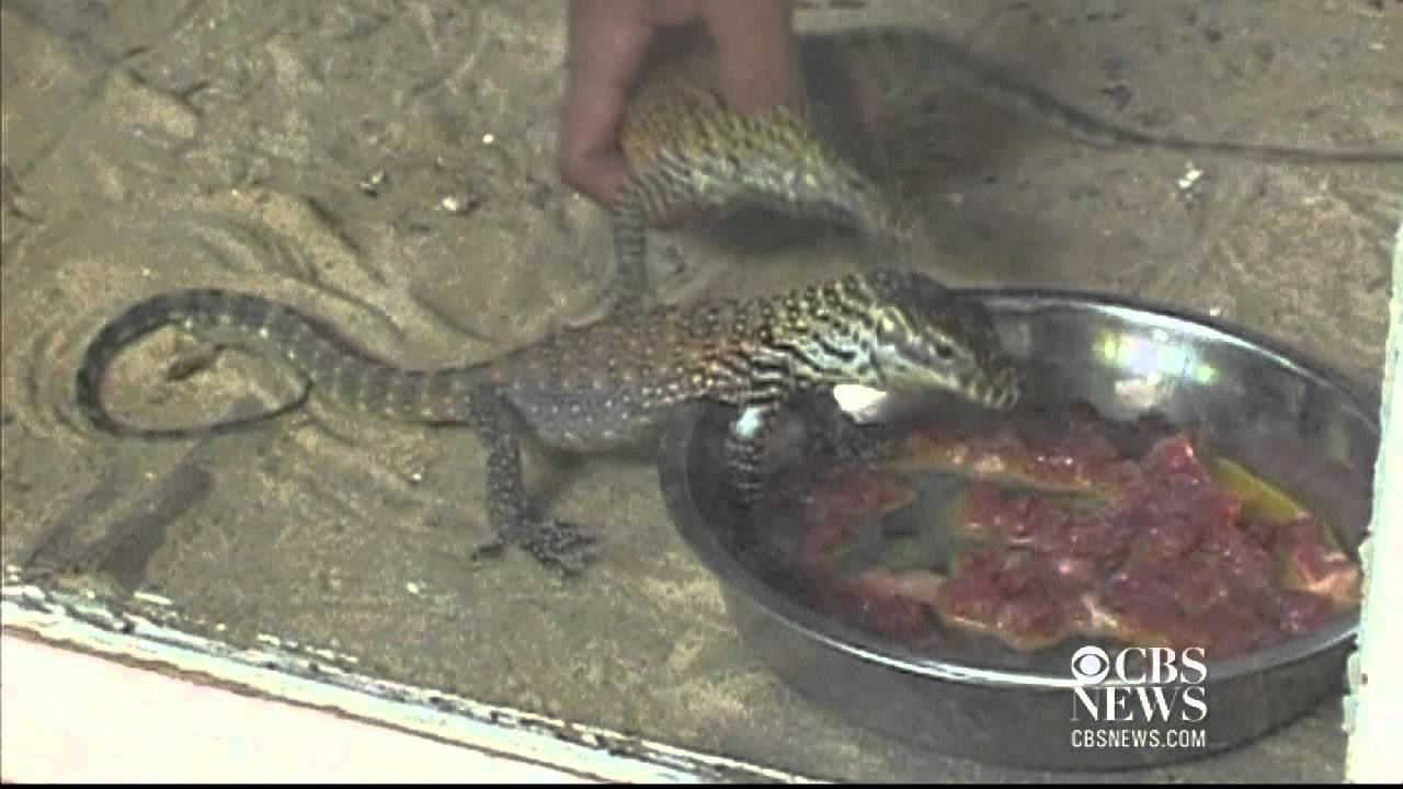Indonesia zoo welcomes rare Komodo dragon babies - YouTube
