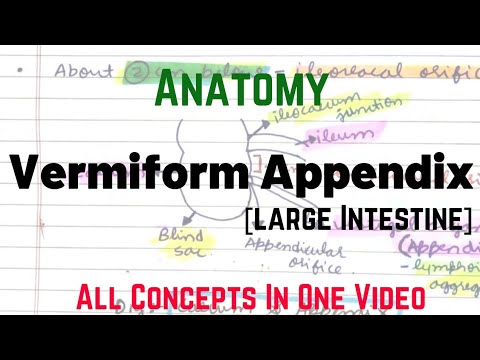 Vermiform Appendix [Vestigeal Organ] | Anatomy [Rachana Sharir] | BAMS ...