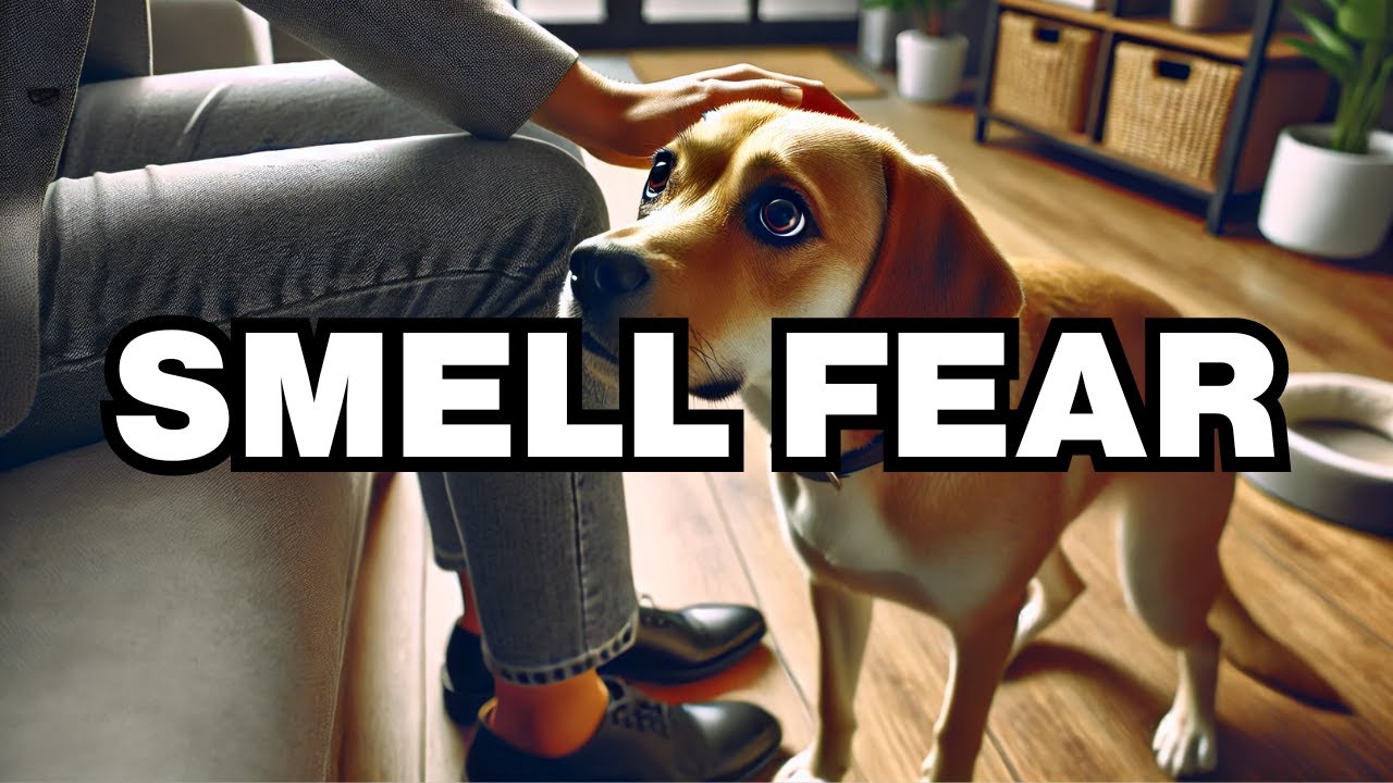 Can Dogs Smell Fear? Explained - YouTube