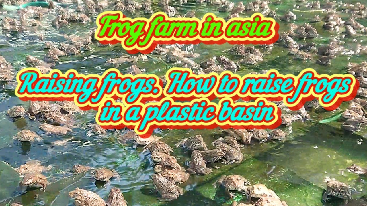 Frog farm in asia. raising frogs. How to raise frogs in a plastic basin ...
