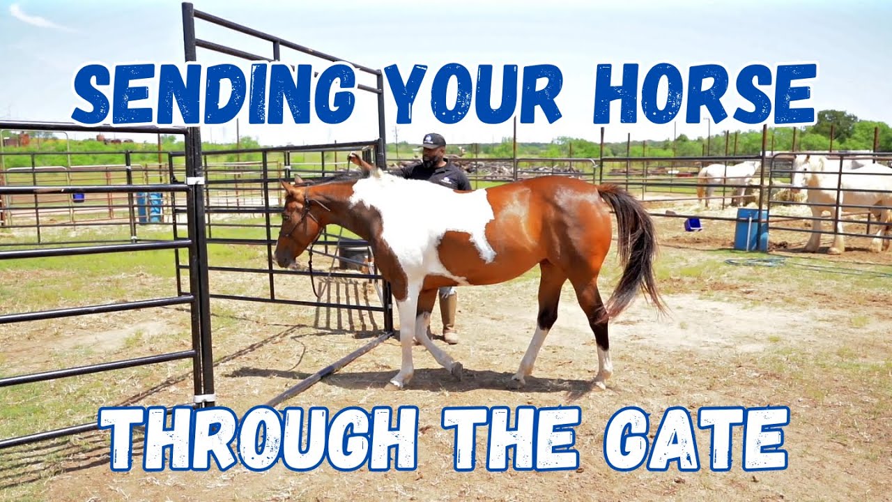 How To Send Your Horse Through A Gate - YouTube