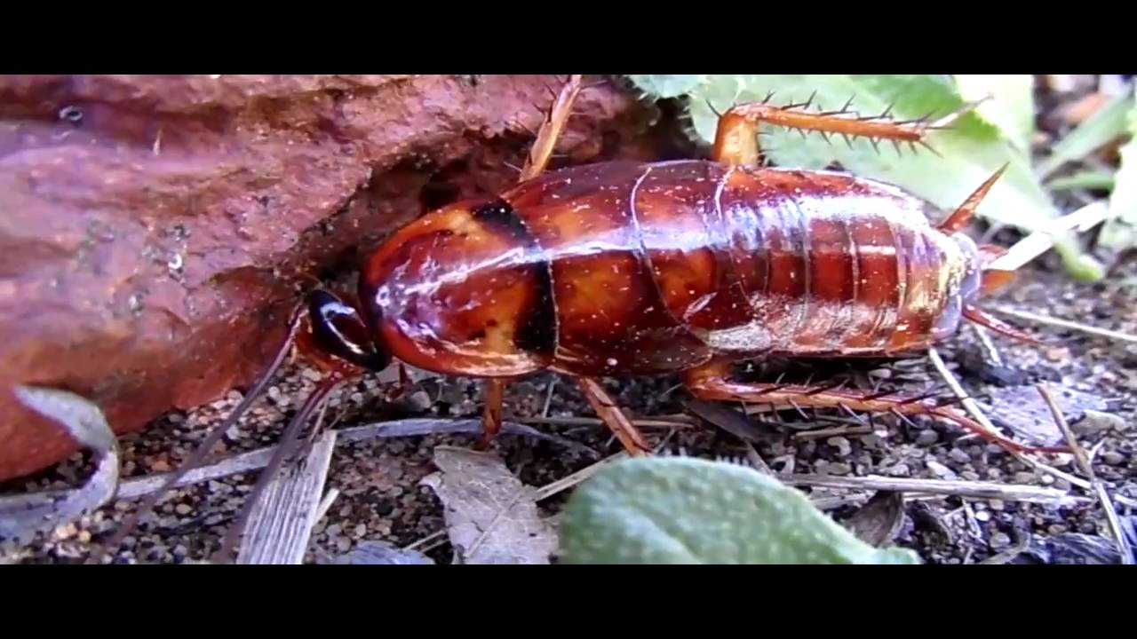 American Cockroach - YouTube