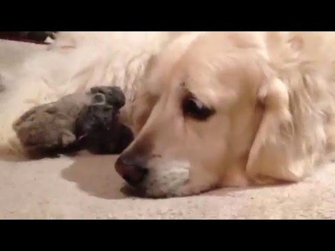 Periscope #31: New House Sit, New Animal Friends