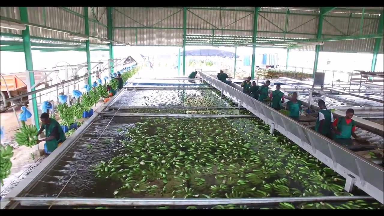 Station de conditionnement de bananes - YouTube