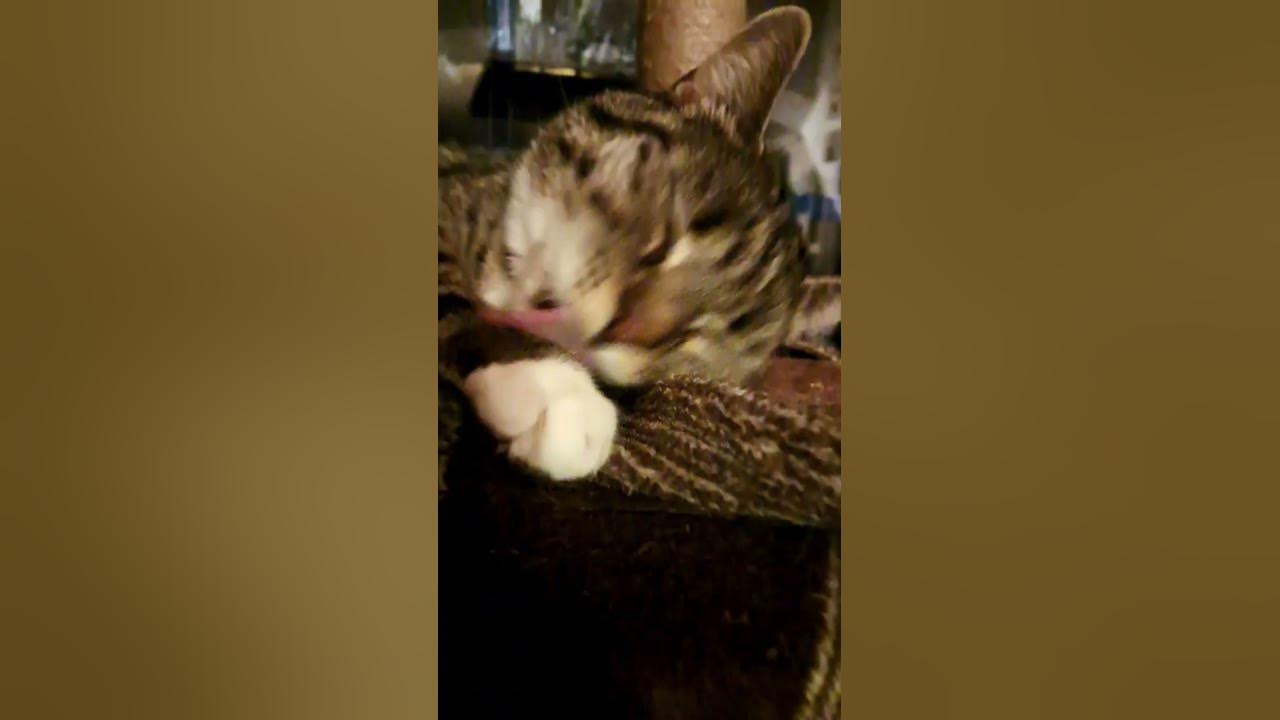 Cookie 🐈 🐱 Youtube