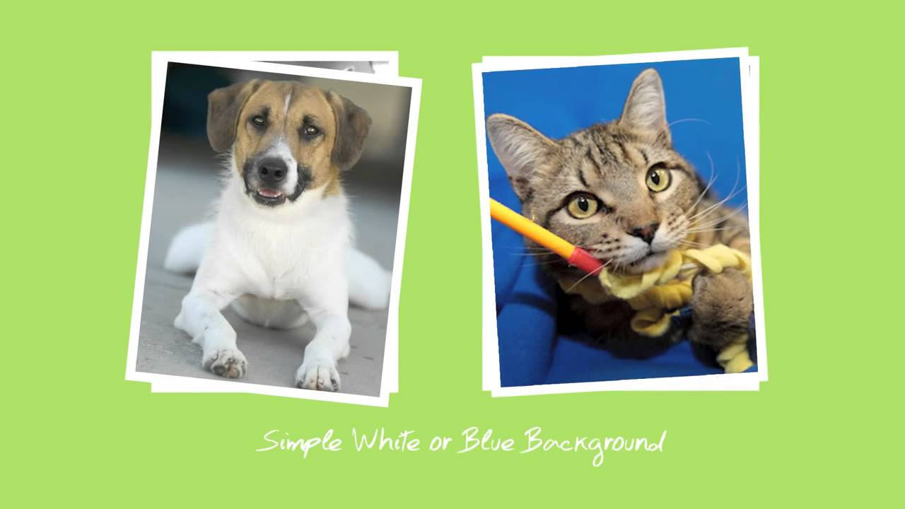 Great Backgrounds: Pet Photography Tips from Purina ONE - YouTube
