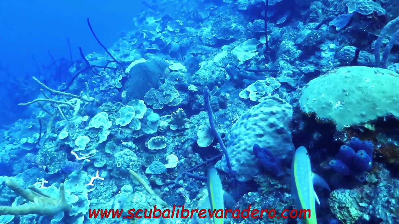 scuba diving Bay of pigs, Cuba - YouTube