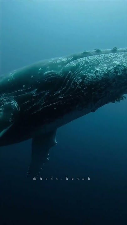 تنهاترین نهنگ دنیا🥺🐳💔 Youtube
