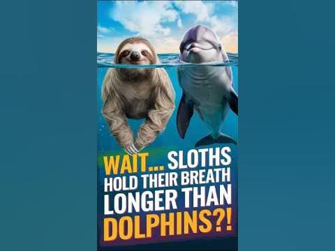 Wait… Sloths Hold Their Breath Longer Than Dolphins?! #shorts - YouTube