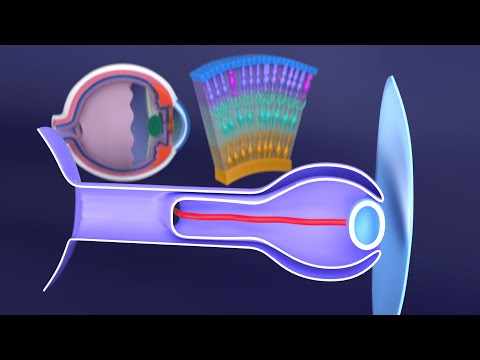 3D Development of the Eye: A Comprehensive Overview - Eye Embryology - Ophthalmology