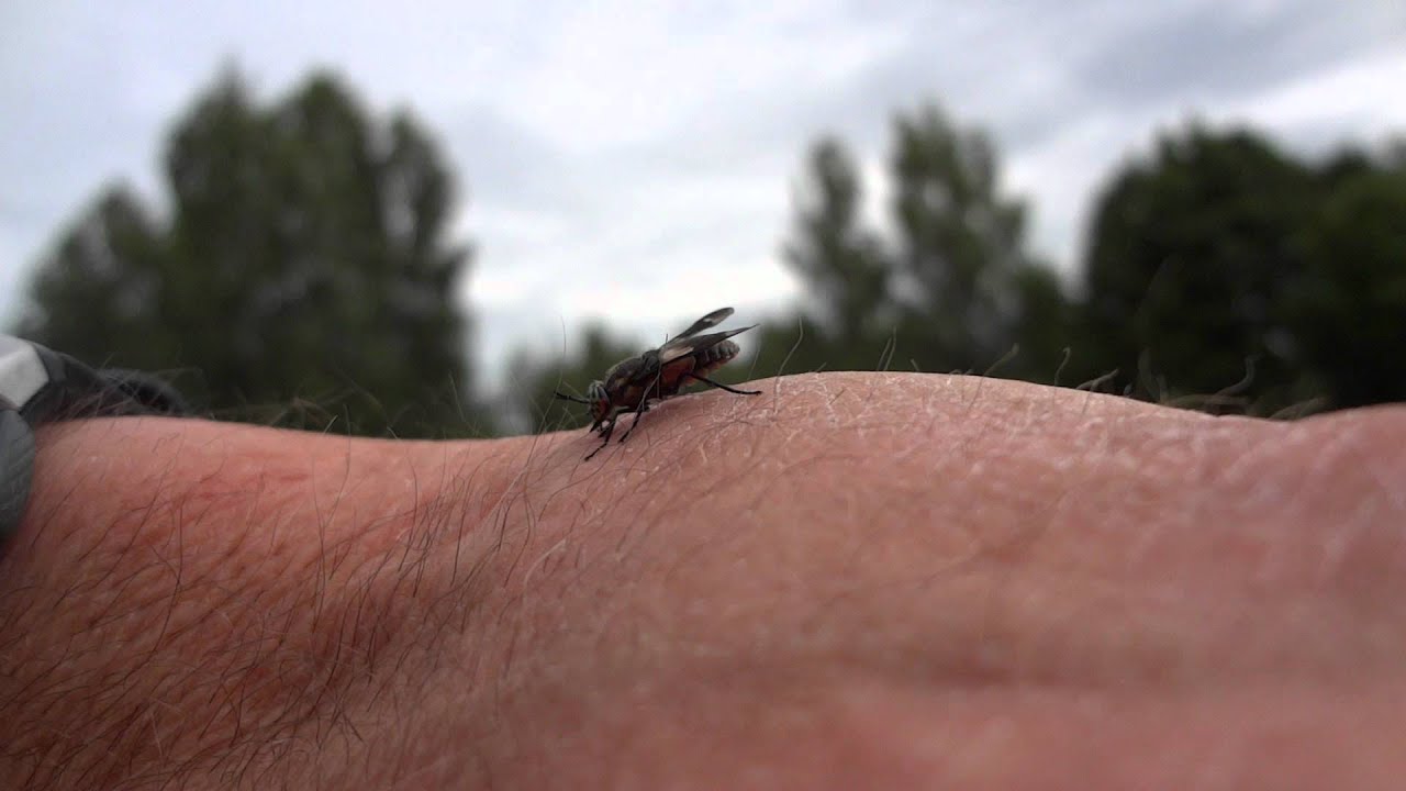 Horse fly sucking blood - YouTube