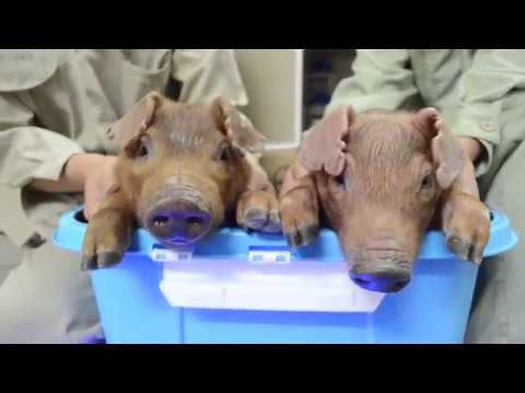 "Glow in the Dark" Green Pigs demonstrate success of UH reproductive ...