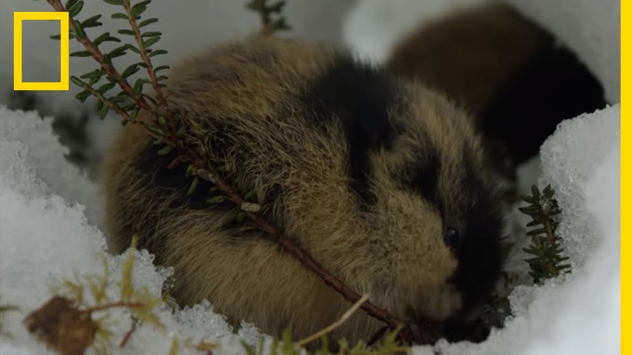 Connaissez-vous le lemming ? - YouTube