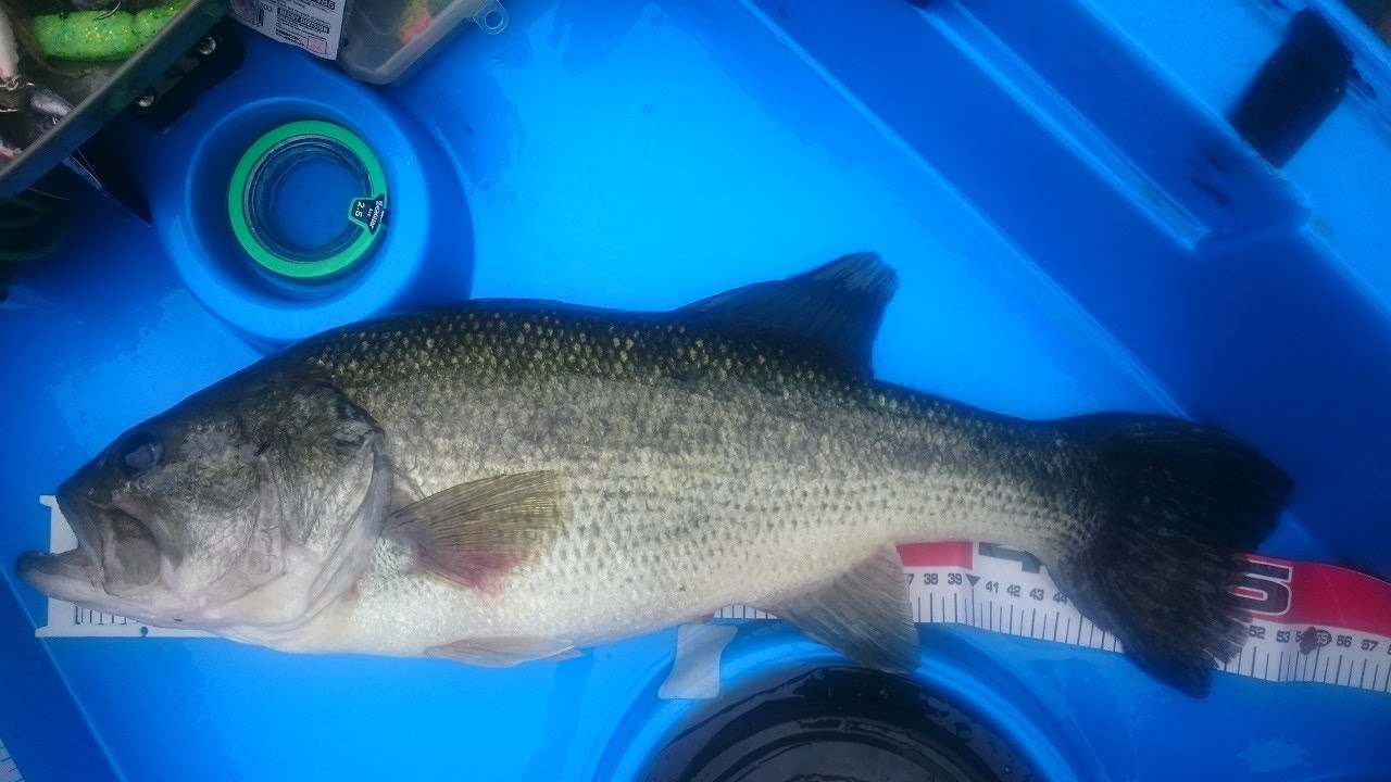 Largemouth bass on the kayak - YouTube