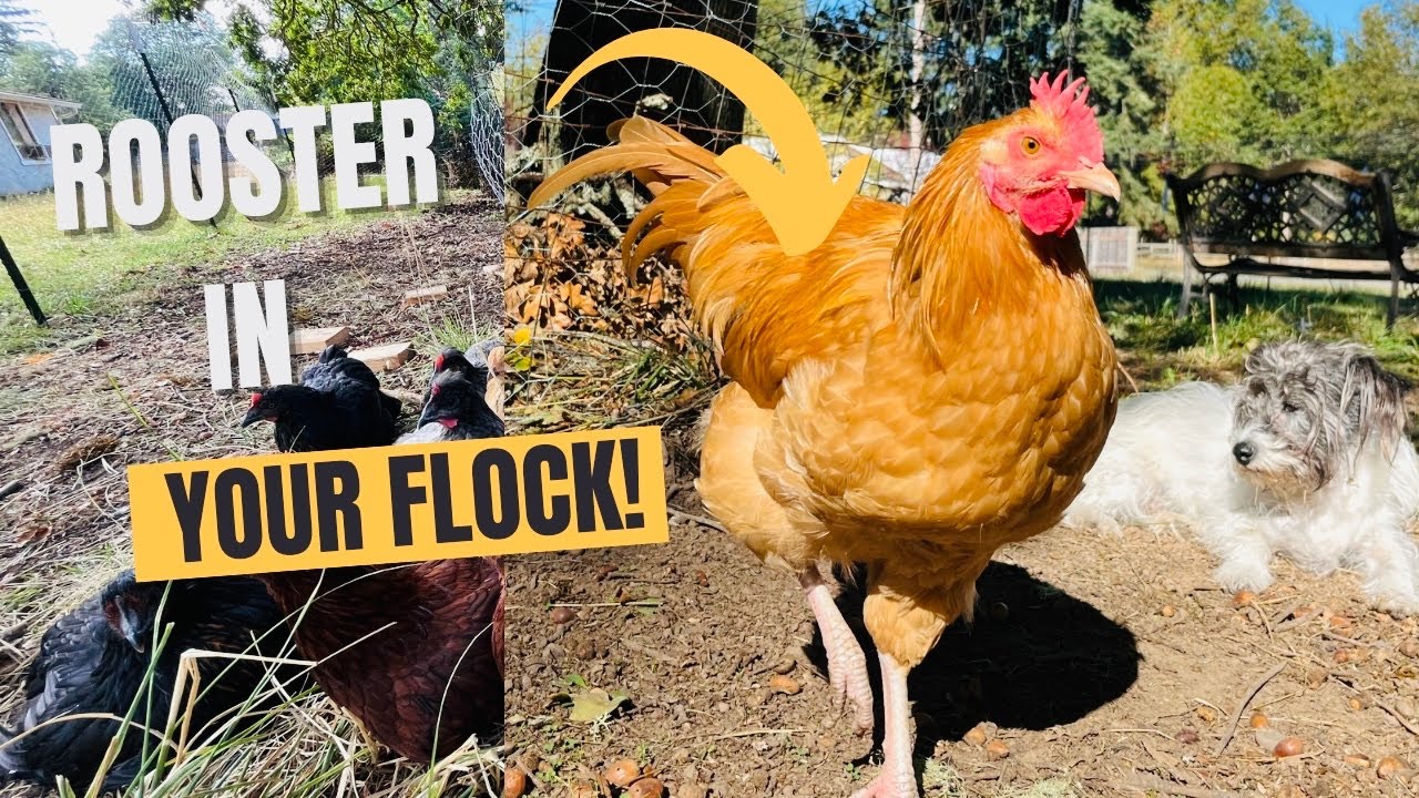 Clucky Cam! ~ What A Rooster Can Do For Your Flock - YouTube