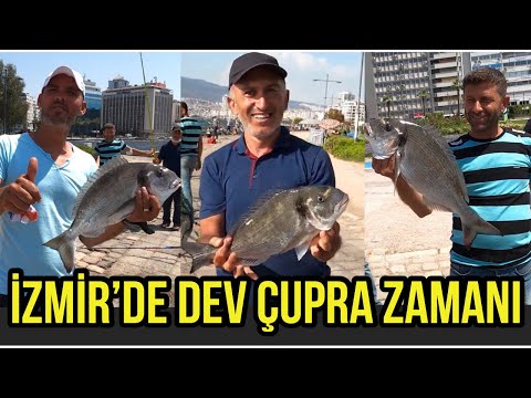 İzmir'de Dev Çupra Zamanı - Surf Casting / Kıyıdan Balık Avım | Erkan EROL