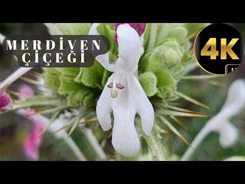 Dikenli Merdiven Çiçeği: Doğanın En Güzel Sırlarından Biri !