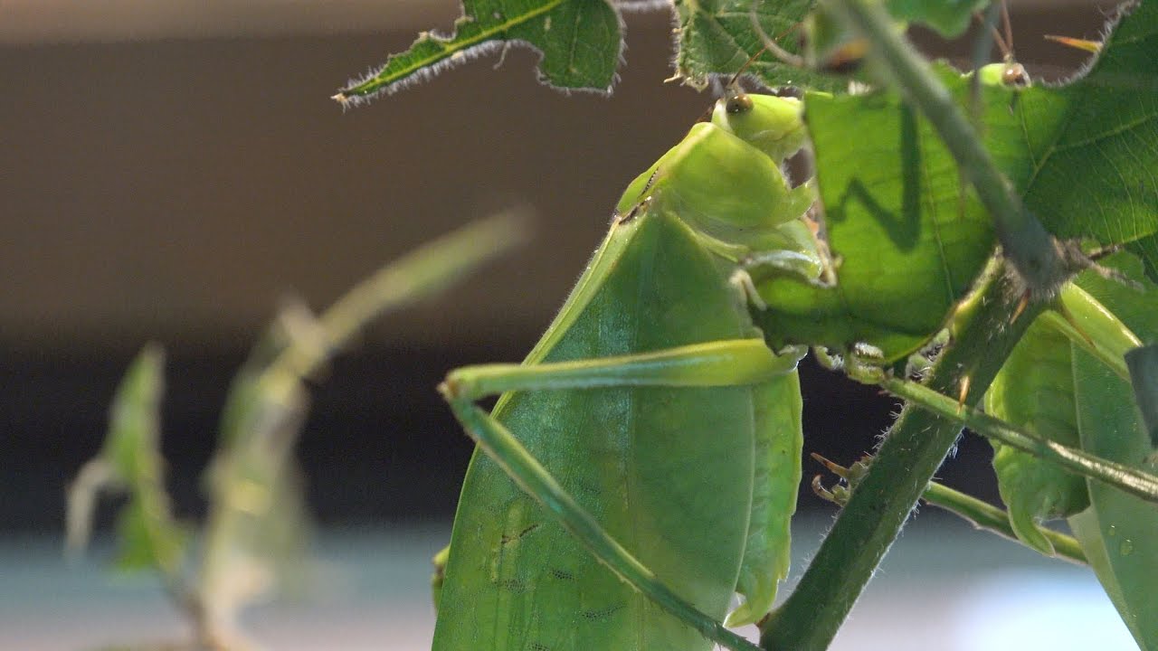Giant Katydid and eggs - Bristol Zoo Bug World - YouTube