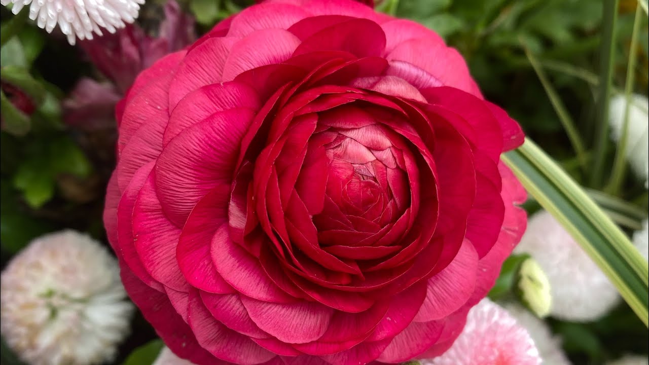 Schwarzwald Germany all kind of beautiful and colorful flowers - YouTube