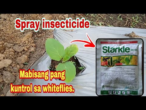 Spray insecticide na mabisang pang kuntrol sa whiteflies. - YouTube