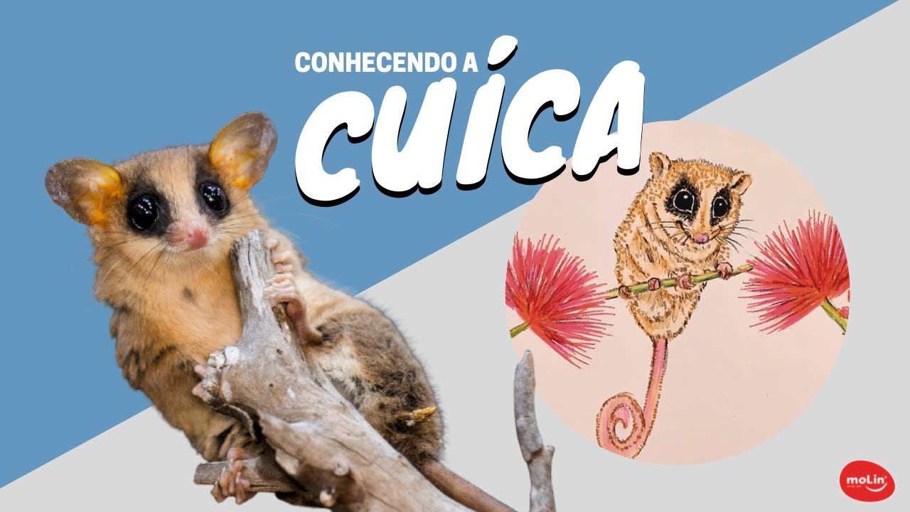 ANIMAIS DO BRASIL: Cuíca-graciosa | Vanessa Marella - YouTube