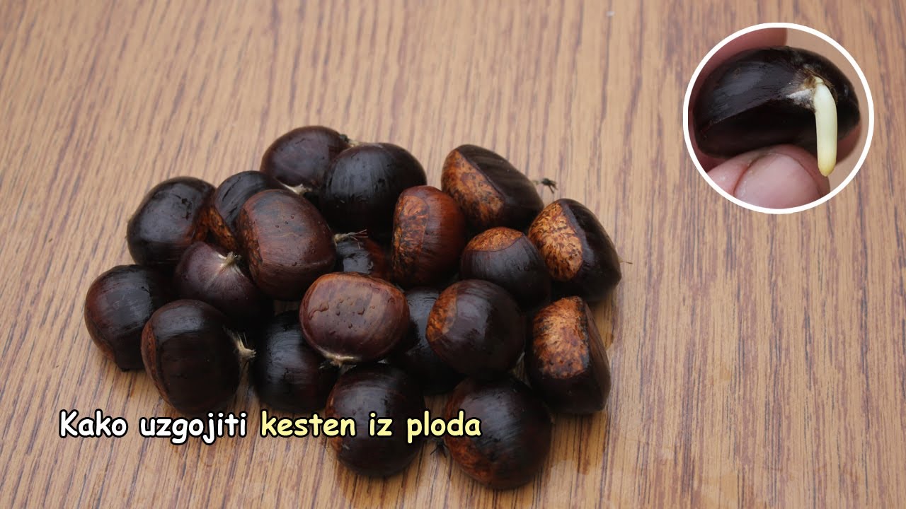 Kako uzgojiti kesten iz ploda - YouTube