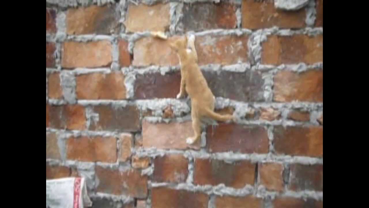 Amazing, Spider Cat, Spider, ngjitet një mur me tulla, pidhi pak - YouTube