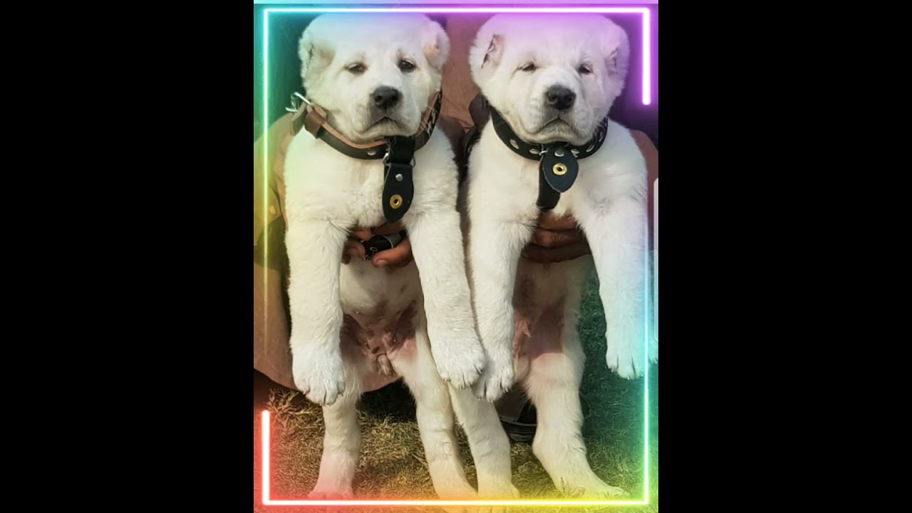 King alabai dog 2 month pair security dog WhatsApp 03179608514 - YouTube