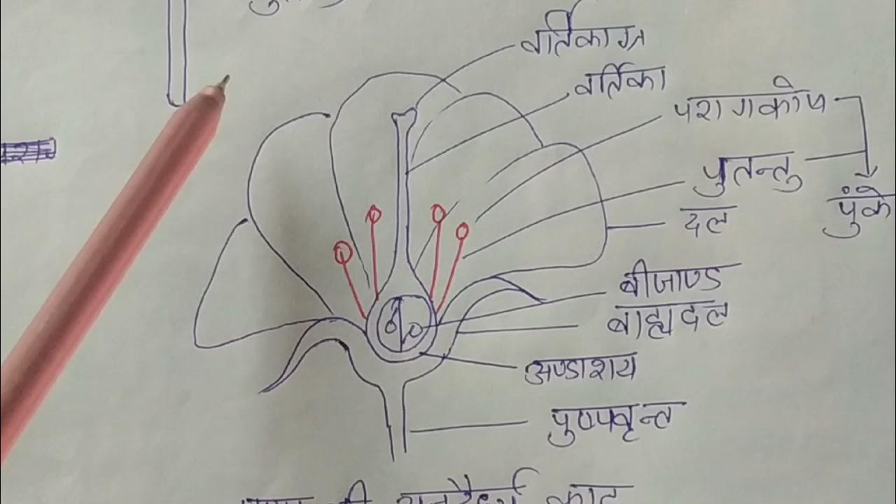 पुष्प की सबसे सरल संरचना पुष्प की संरचना Structure Of Flower With