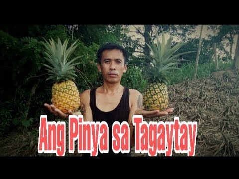 Pinya sa tagaytay (Pineapple farm) - YouTube