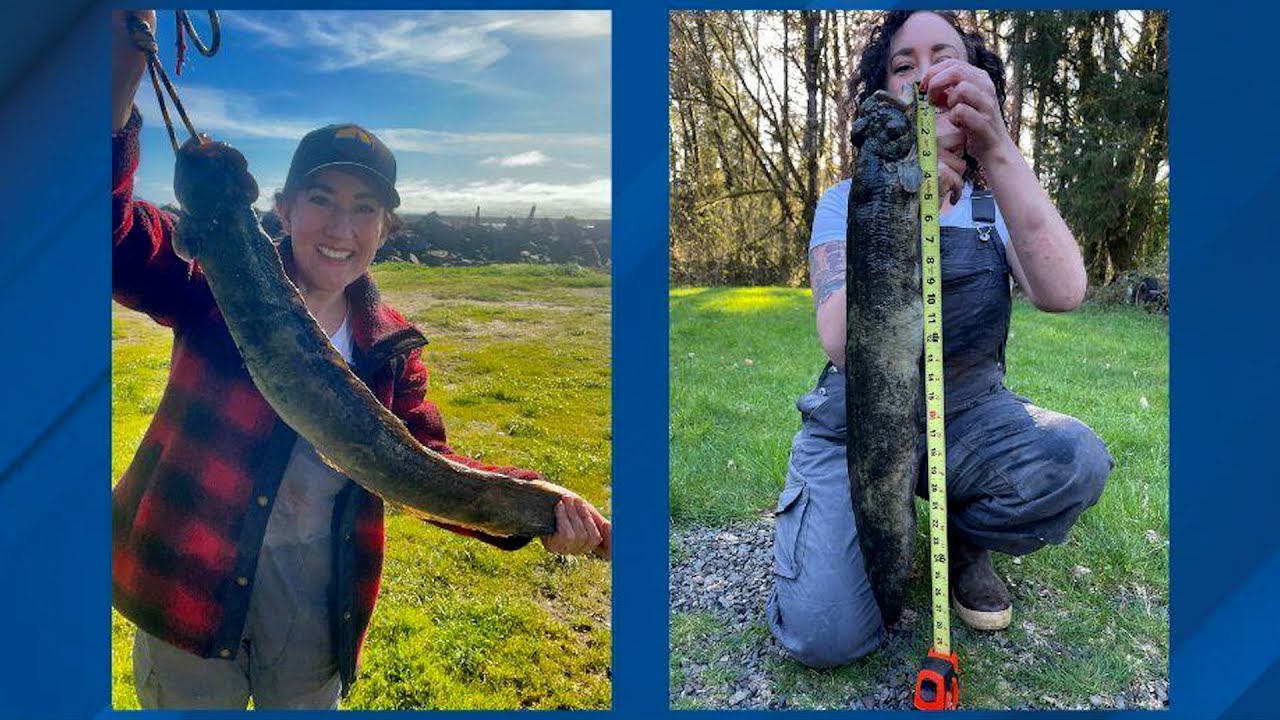 Oregon woman catches possible world record eel-like fish - YouTube