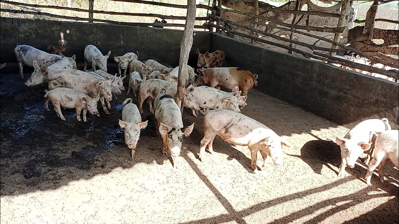 Exploring the Piggy Personality: What Makes Pigs Unique # ...