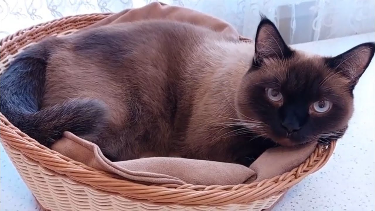 pls talk me i lonly - YouTube