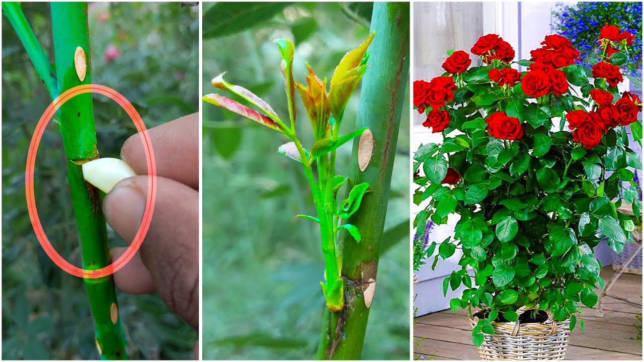 Rose Bud Grafting | Grafting Of Rose Plant From Rose Branch With Full ...