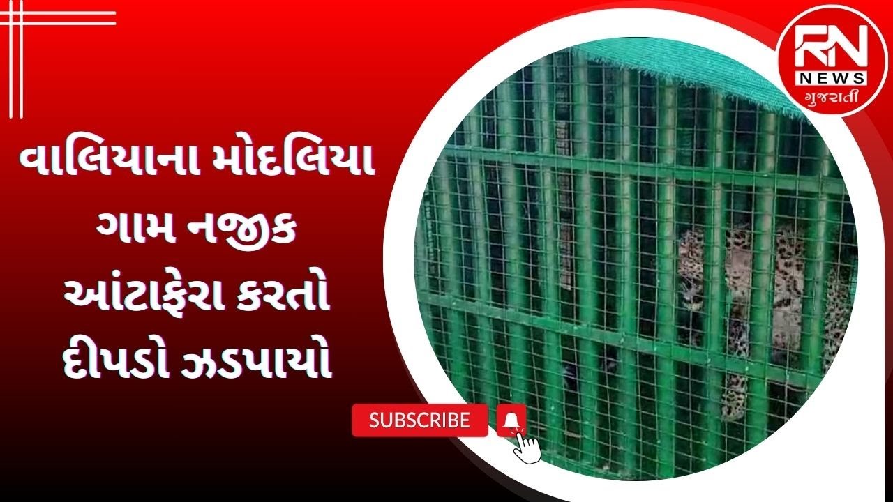 BHARUCH VALLIYA મોદલિયા ગામ નજીક આંટાફેરા કરતો દીપડો ઝડપાયો - YouTube