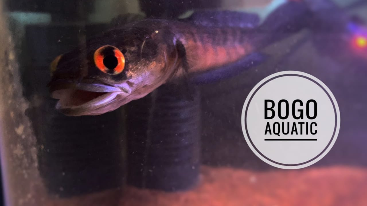 Channa maru red sentarum kecil tua - YouTube