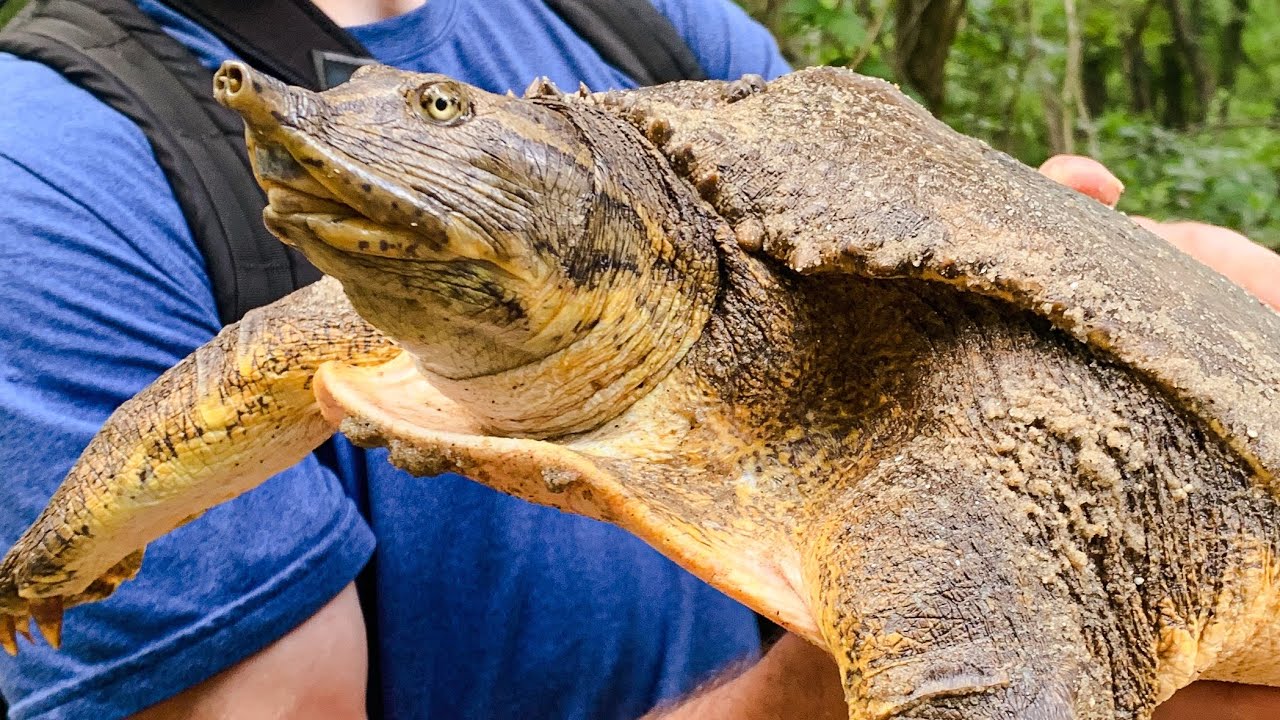 THE BEST Softshell Turtles of 2020!!! Huge female spiny softshell and ...