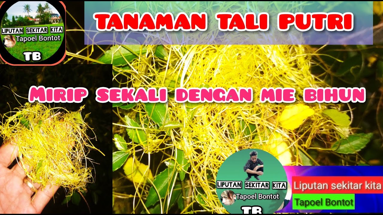 TANAMAN TALI PUTRI - YouTube