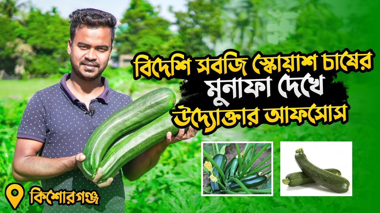 স্কোয়াশ চাষে সফলতা | স্কোয়াস চাষ পদ্ধতি | স্কোয়াশ সবজি চাষ ...