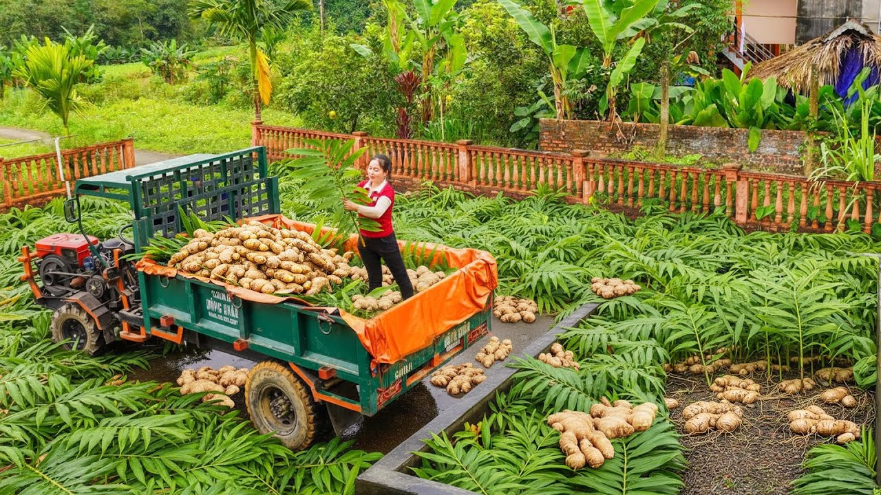 TIMELAPSE: Harvest 200Kg Giant Ginger Root & New Hybrid Ginger Root ...