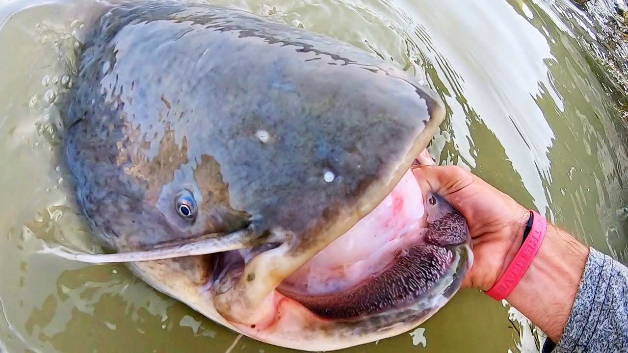 The CRAZIEST CATFISH I've EVER SEEN!!! - YouTube