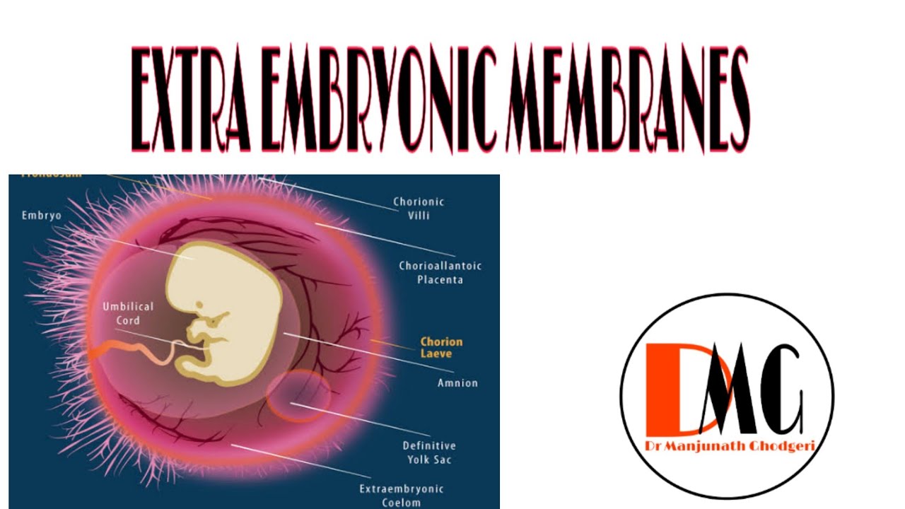 HUMAN REPRODUCTION||Extra embryonic membranes||CLASS12||KCET||NEET ...