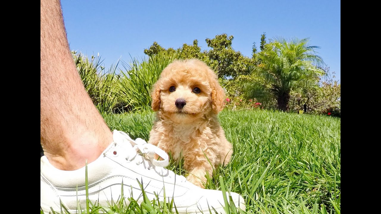 Jack the Playful Cavapoo Hybrid Male Puppy For Sale in Southern ...