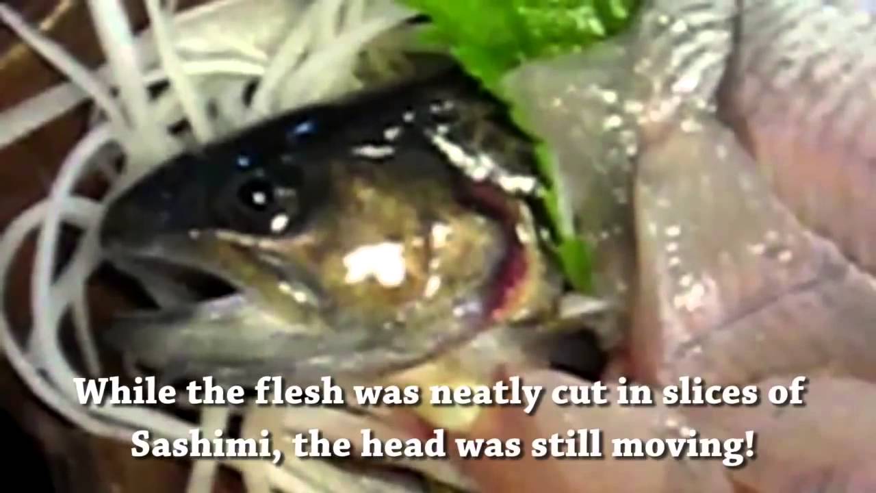 Live Sashimi - Alive Sushi Sashimi Fish Eat - Lebend lebendig essen ...