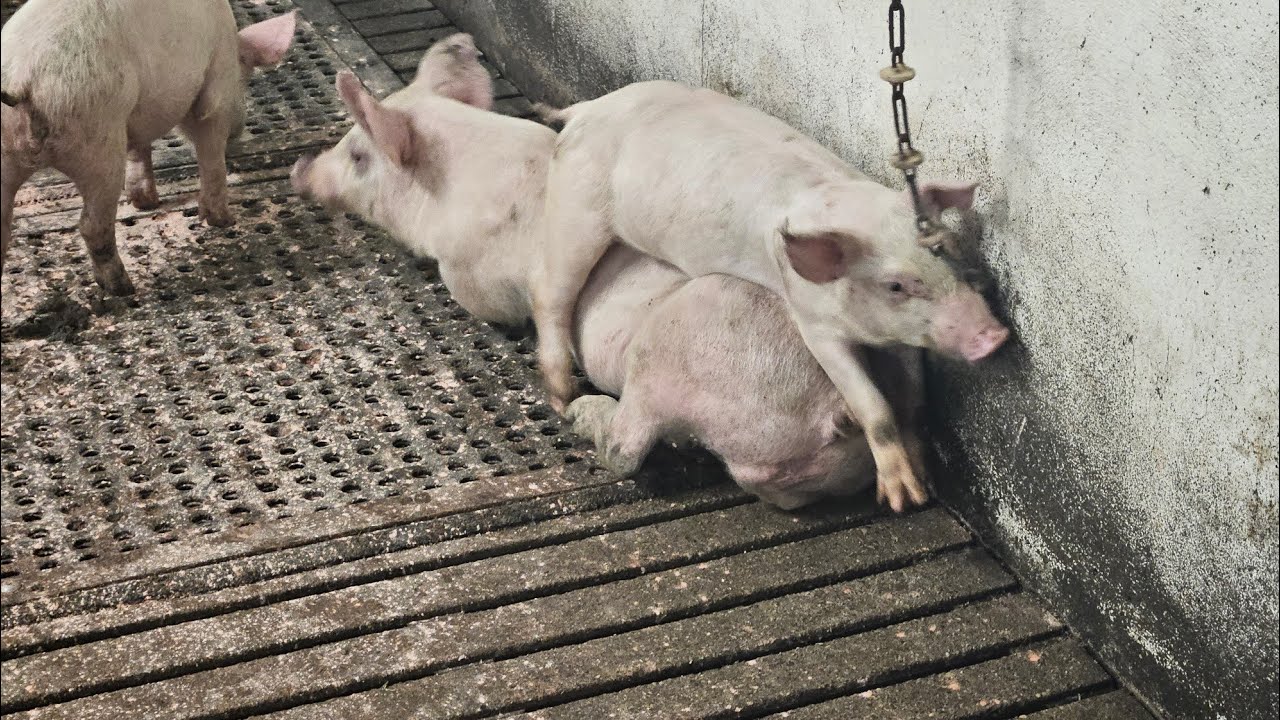 A Day #3 on the Pig Farm: Care, Treatment, and Management @PigAnarchy ...